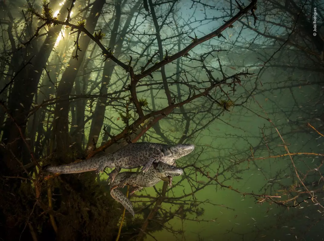 dúas salamandras baixo a auga rodeadas de vexetación e auga verdosa.