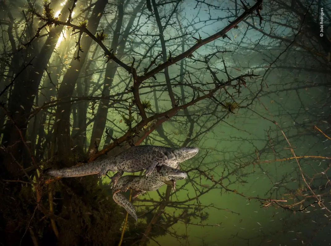 ត្រី salamanders ពីរនៅក្រោមទឹកដែលហ៊ុំព័ទ្ធដោយបន្លែនិងទឹកពណ៌បៃតង។