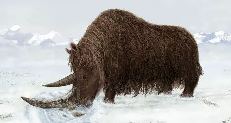 Woolly rhinos