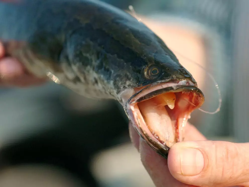Во Грузија е пронајдена инвазивна риба која може да дише и да се движи на копно