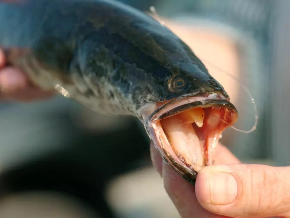 Mga kamot nga nagkupot sa amihanang snakehead