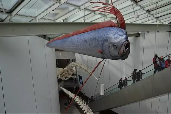 Modeli i peshkut të lumit në një muze