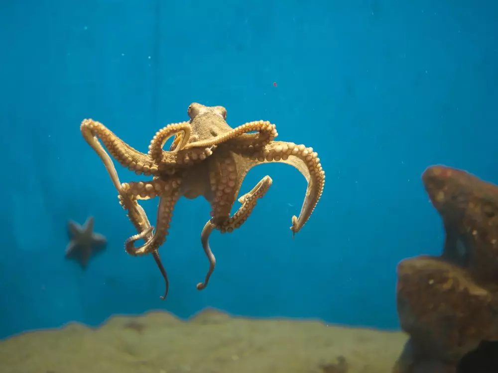 Hobotnica - ne Heidi - pliva u rezervoaru.