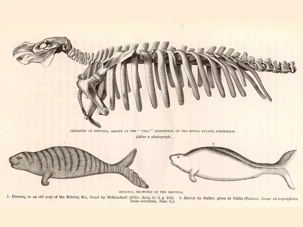 La mucca di mare di Steller