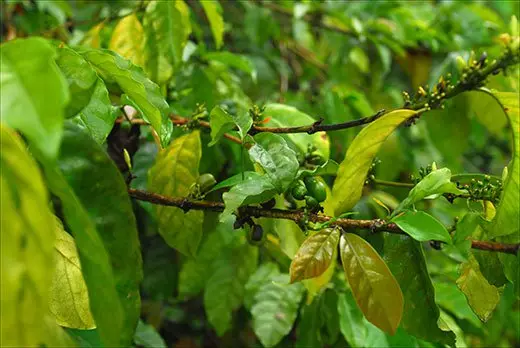 യഥാർത്ഥ ജുവാൻ വാൽഡെസ് ദയവായി എഴുന്നേറ്റു നിൽക്കുമോ? 14834_6