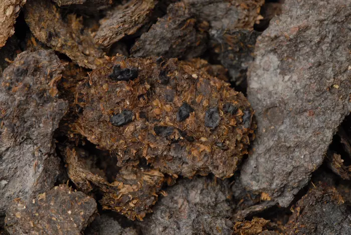 2.600 år gamle menneskelige ekskrementer fra Hallstatt saltminerne, med bønner, hirse og byg tydeligt synlige