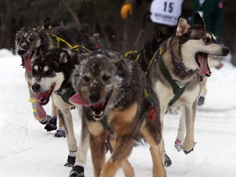 Loye ariyanjiyan Doping Ti o Kọlu Ere-ije Aja Sled