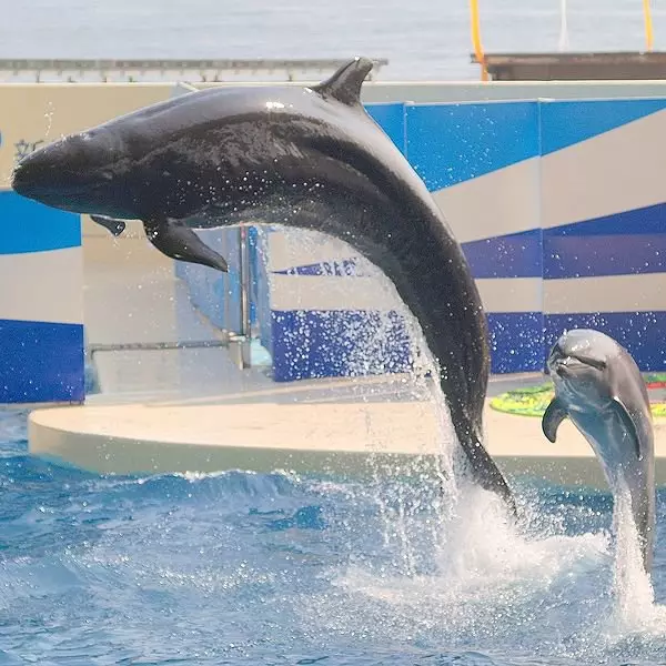 En falsk spækhugger og en flaskenæsedelfin hænger ud i en zoologisk have i Japan.