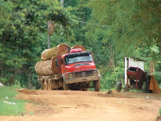 Rebelle de la forêt tropicale