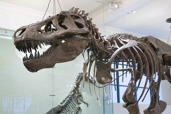 Ingin Makan Triceratops? Coba Robek Kepalanya