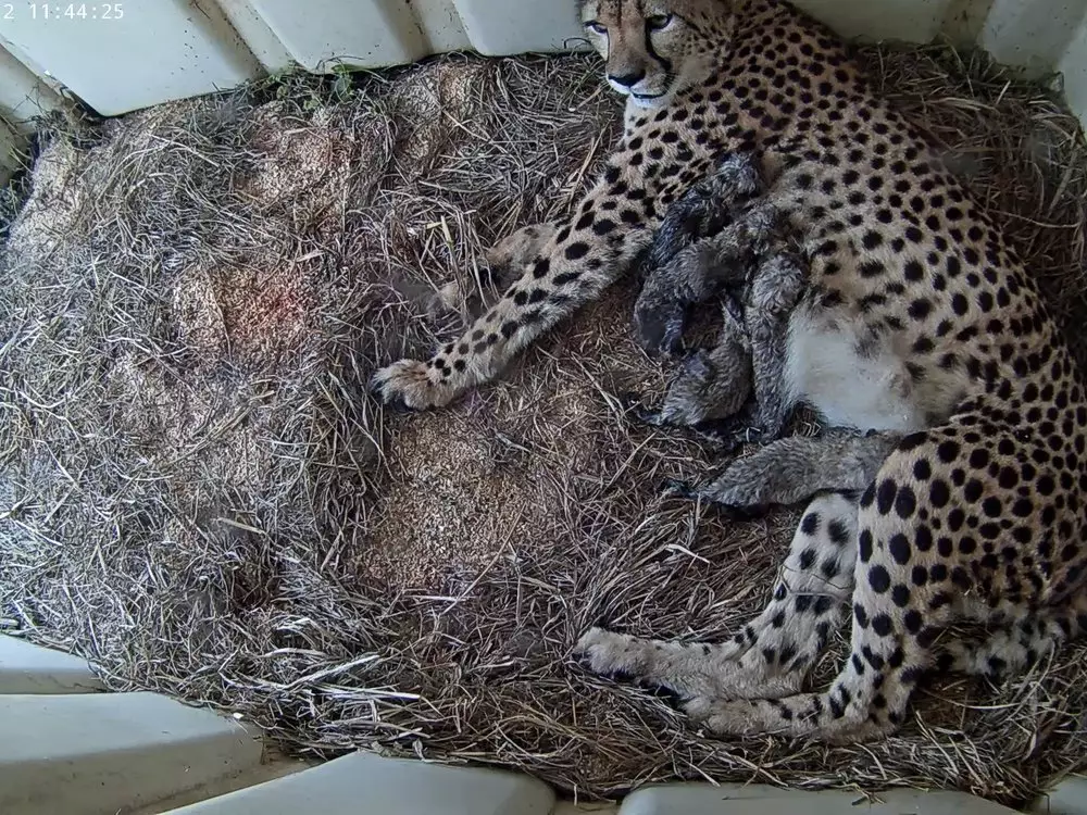 Pięć młodych gepardów urodziło się w Smithsonian Conservation Biology Institute