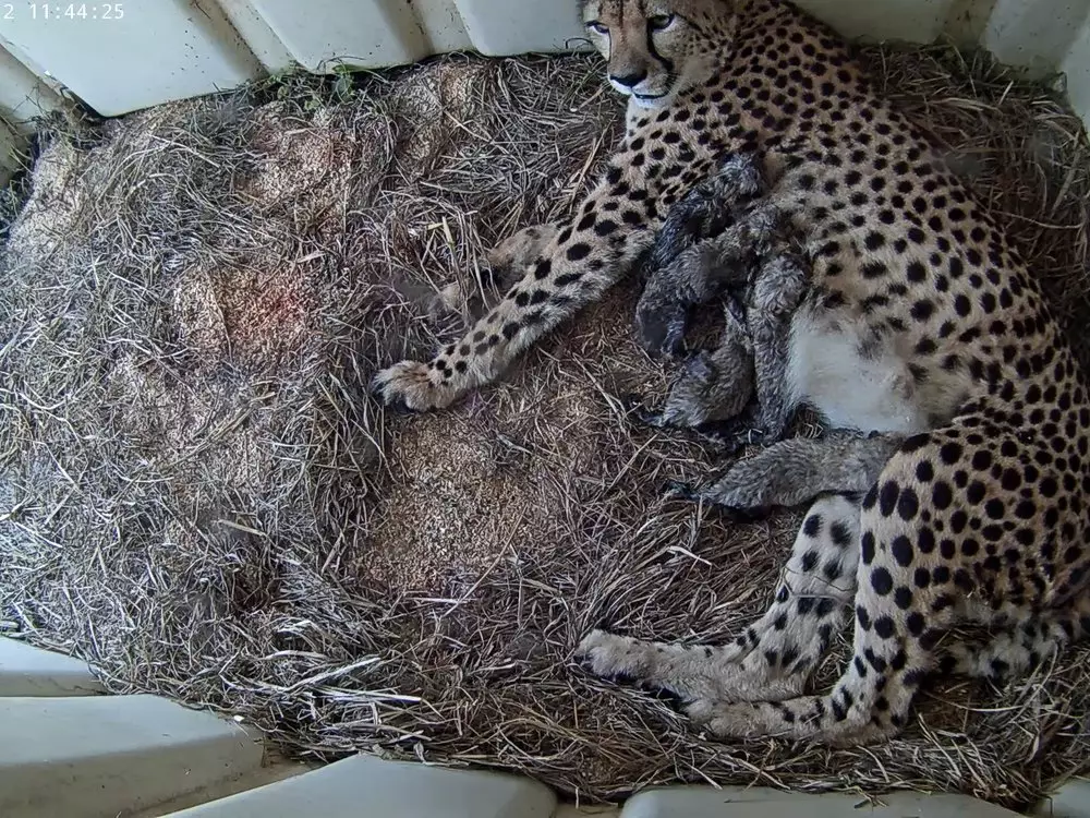 Ħames Cheetah Cubs Imwielda fl-Istitut tal-Bijoloġija tal-Konservazzjoni Smithsonian