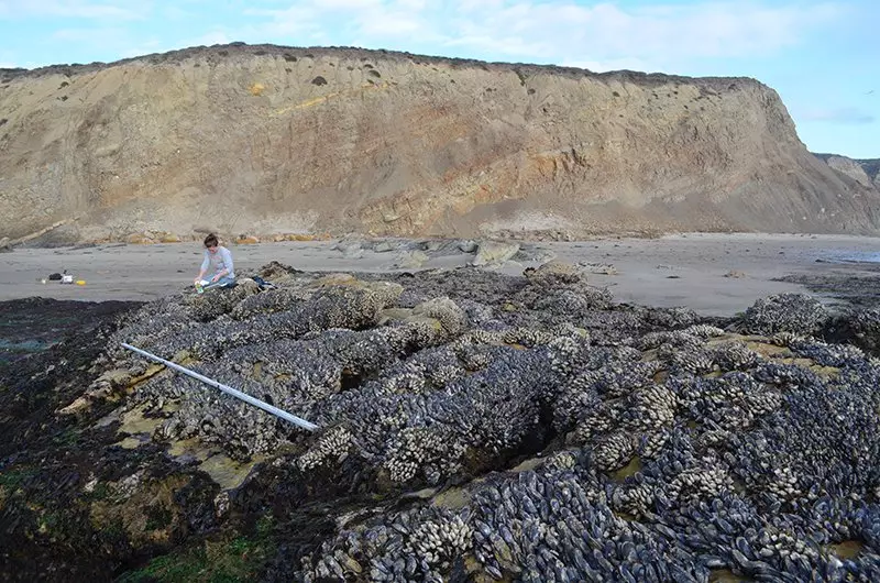 Робот моллюскалар климаттың өзгеруінің теңіз түрлеріне әсері туралы айтып бере алады 14959_4