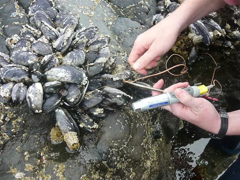Robot Shellfish May Tell Us About Climate Change's Impact on Marine Species 14959_5