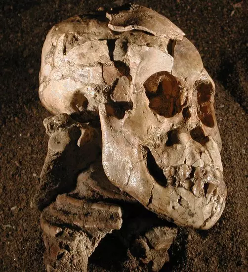 I-Australopithecus afarensis