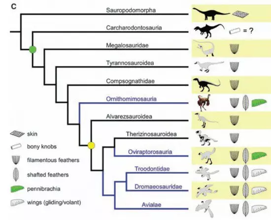 Saurischian dinosauri