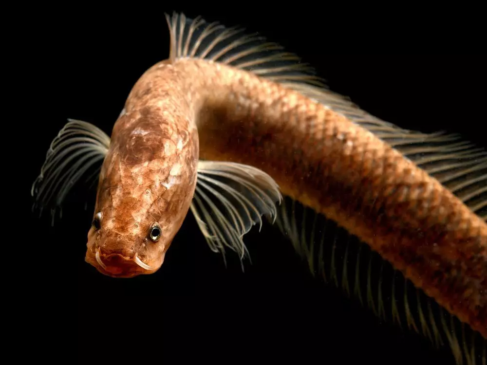 Peștele subteran numit „Gollum” aparține unei noi familii