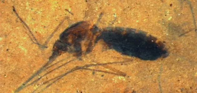 처음으로 화석화된 혈액 충혈 모기가 발견되었습니다.