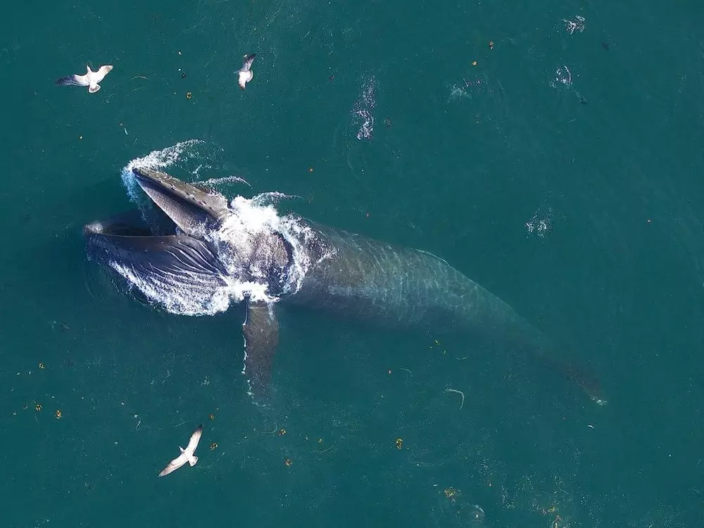 Grbavi kit probija površinu oceana po sunčanom danu dok tri ptice lete iznad njih.
