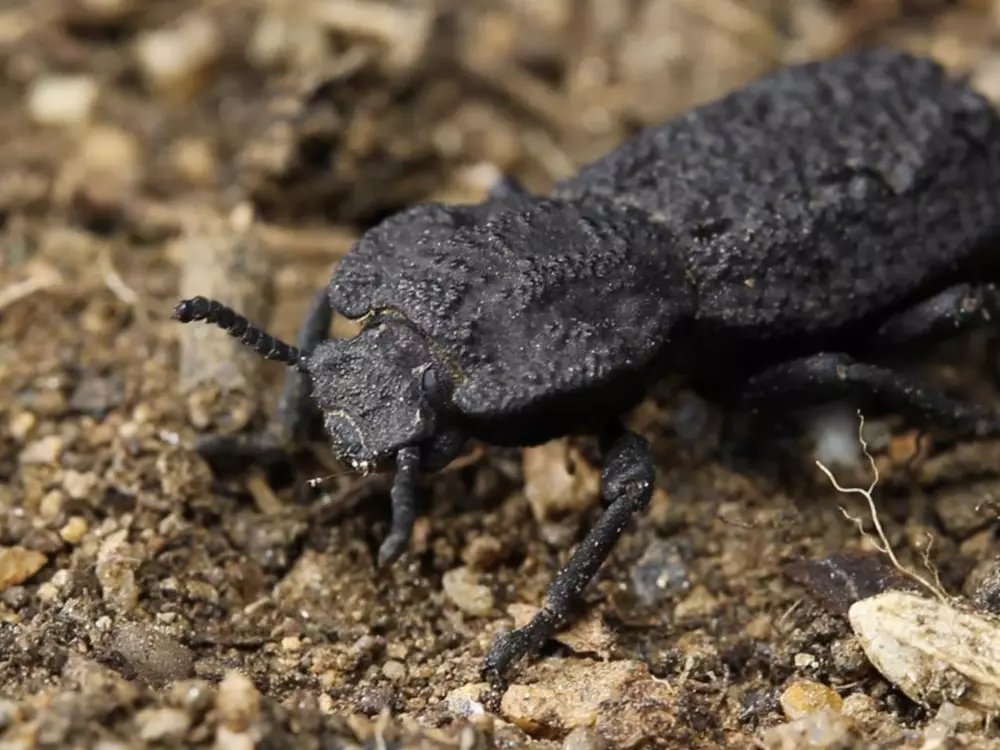 Gambar close-up kumbang besi yang kejam di atas tanah