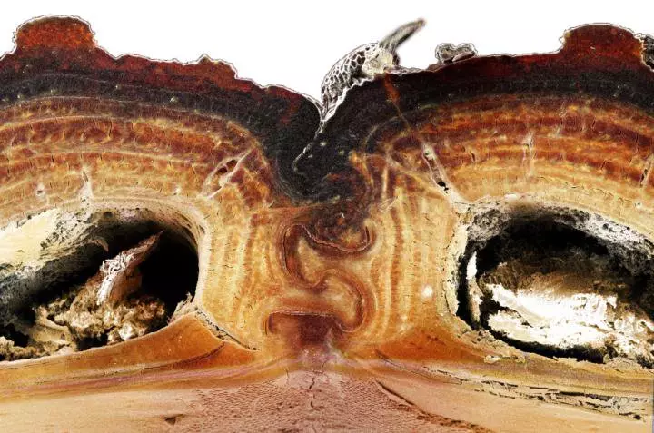 Sekeping eksoskeleton kumbang menunjukkan lapisan dalaman