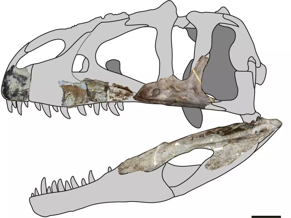 Siamraptor Lobanja