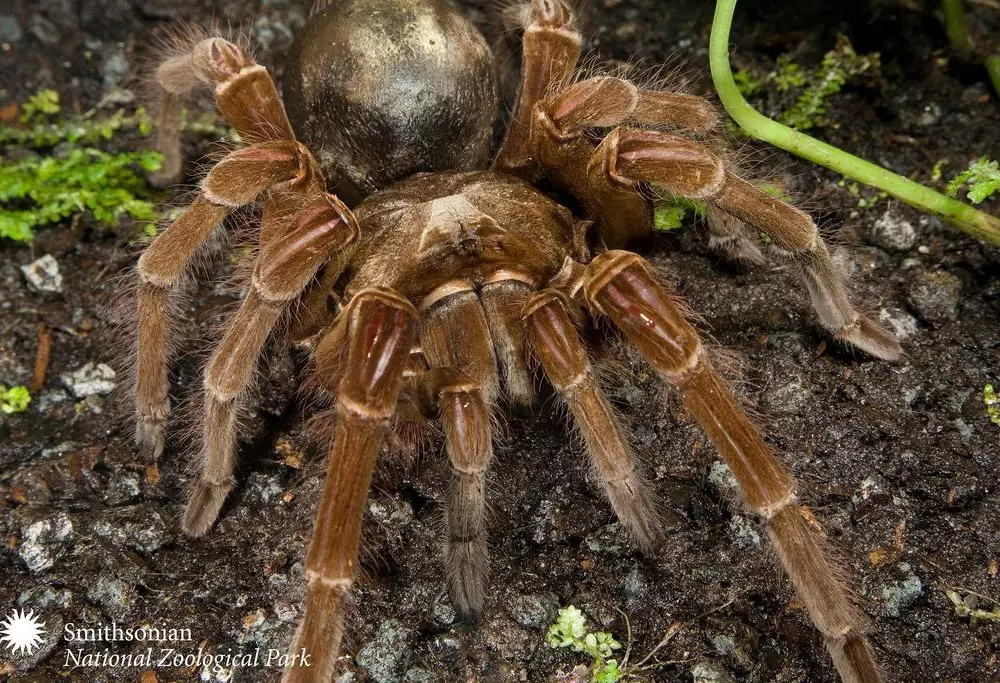 Goliath Birdeater Spider