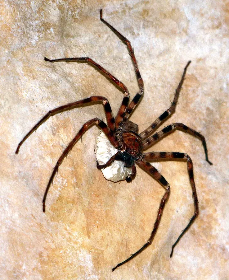 Πού να δείτε τις μεγαλύτερες αράχνες του κόσμου 15124_2