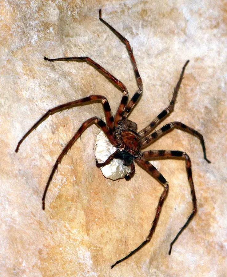 Ebe ị ga-ahụ Spiders kacha ukwuu n'ụwa 15124_2