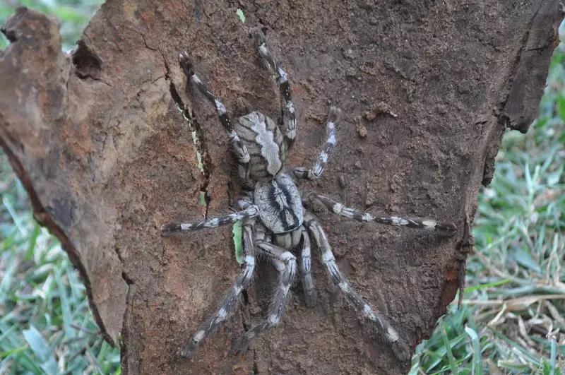 Dimana Ningali Spiders Pangbadagna di Dunya 15124_5