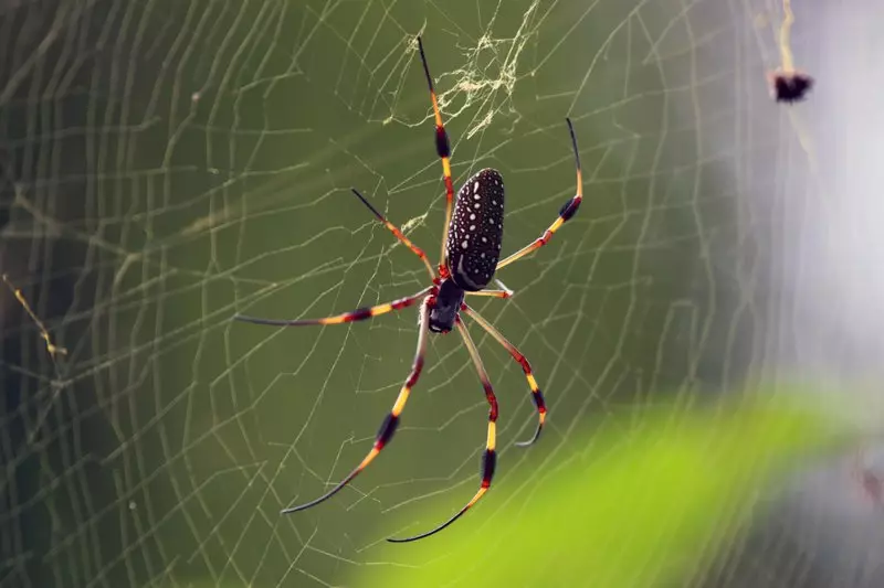 哪裡可以看到世界上最大的蜘蛛 15124_7