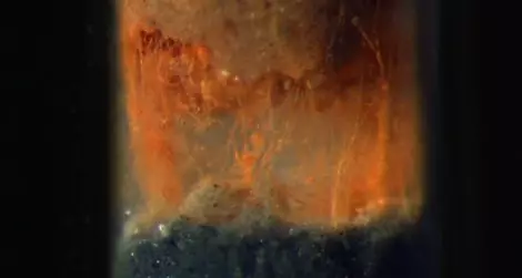 Правады пад напругай: нядаўна выяўленыя бактэрыі марскога дна праводзяць электрычнасць