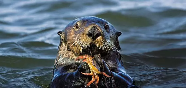 Sea otter liyafa a kan kaguwa