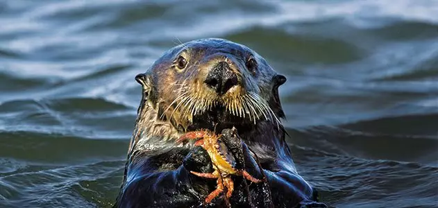 Otters: Die kieskeurige eters van die Stille Oseaan