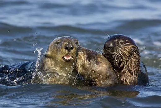 Otters: Tinch okeanining tanlab yeyuvchilari 15142_10