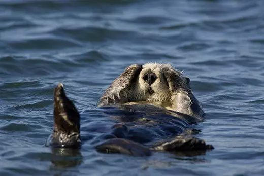 Ama-Otters: I-Picky Eaters yasePacific 15142_11