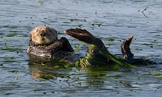 Otters: Die kieskeurige eters van die Stille Oseaan 15142_12