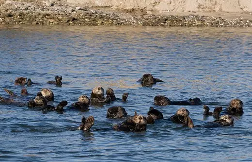 Otters: ຜູ້ກິນທີ່ເລືອກກິນຂອງປາຊີຟິກ 15142_13