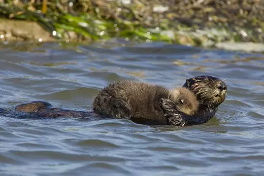 Otters: Xwarinên Picky yên Pasîfîkê 15142_14