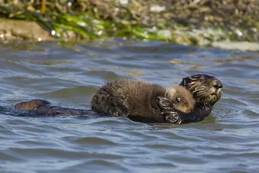 Otters: អ្នករើសអាហារនៃប៉ាស៊ីហ្វិក 15142_14