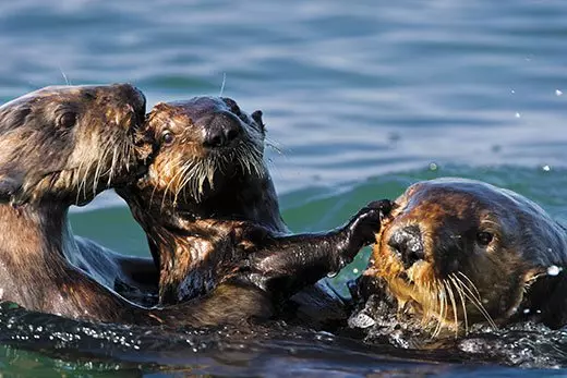 Otters: D'Picky Eaters vum Pazifik 15142_2