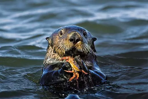 Otters: Tinch okeanining tanlab yeyuvchilari 15142_3