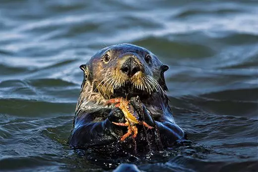 Otter: Die wählerischen Esser des Pazifiks 15142_3