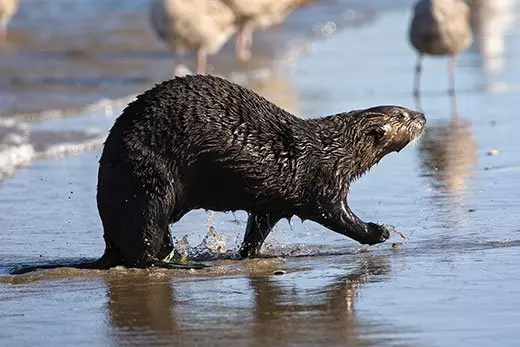 Otters: Tinch okeanining tanlab yeyuvchilari 15142_5