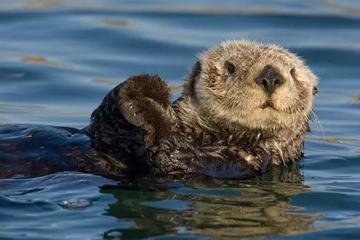 Otters: Die kieskeurige eters van die Stille Oseaan 15142_6