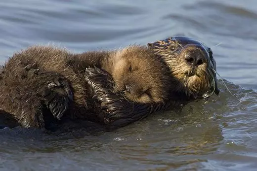 Otters: Masu cin abinci na Pacific 15142_7