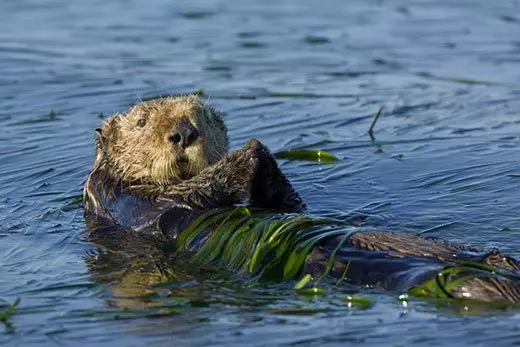 Otters: Tinch okeanining tanlab yeyuvchilari 15142_8