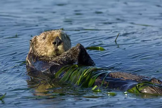 Otters: Manjè yo serye nan Pasifik la 15142_8