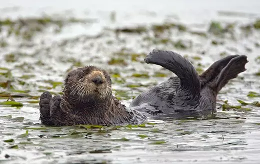 Otters: Tinch okeanining tanlab yeyuvchilari 15142_9
