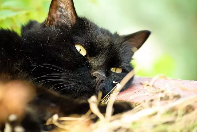 Les gens discriminent les chats en fonction de la couleur, aussi